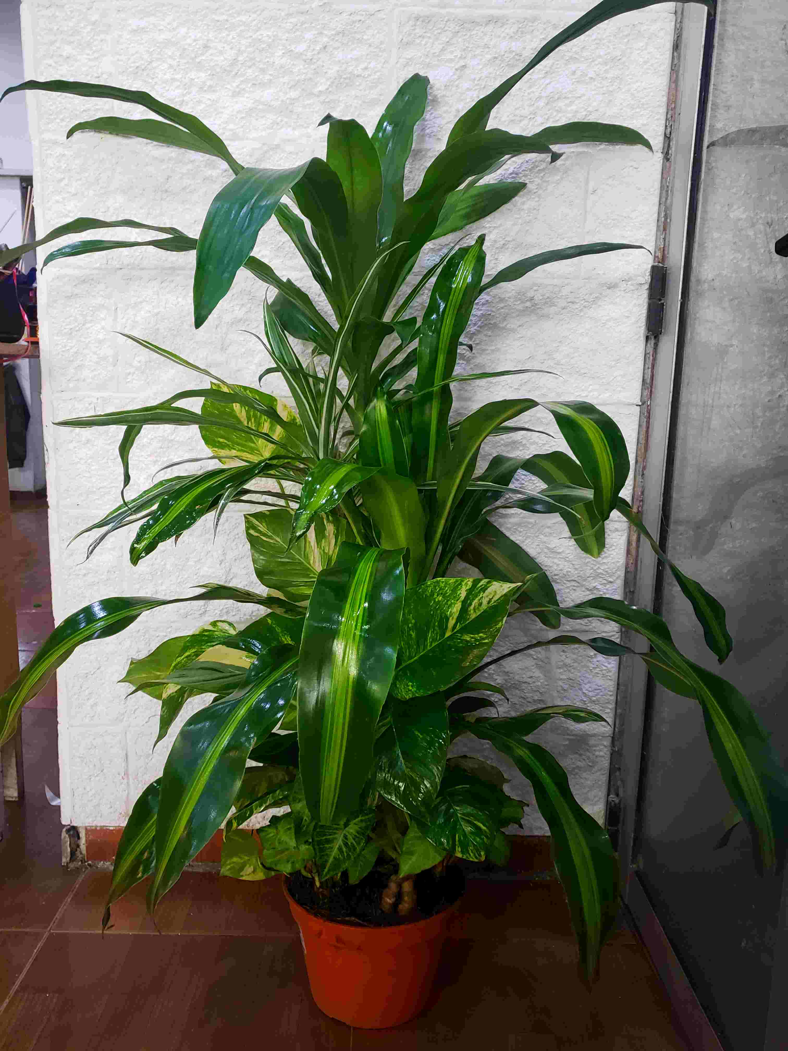 Conjunto de plantas Grande en Capital Federal | Envio de Flores a ...